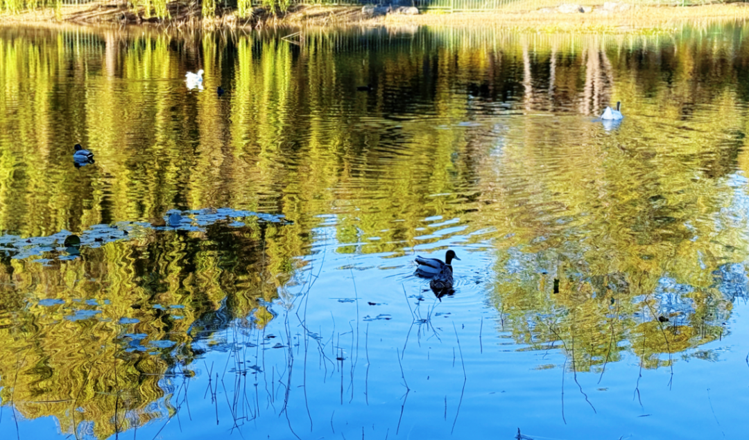 秋日亦庄邀您共赴一场银杏之约